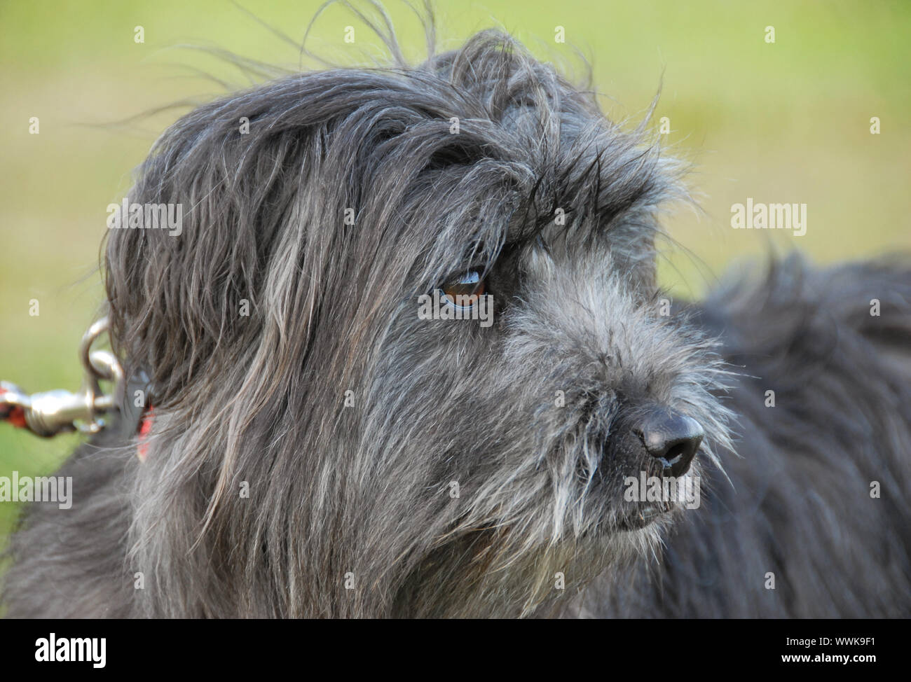 Pyrenean shepherd gray hi-res stock photography and images - Alamy