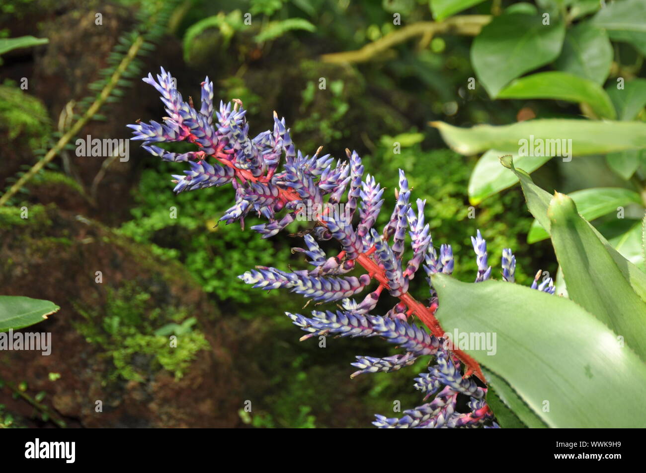 Aechmea High Resolution Stock Photography and Images - Alamy