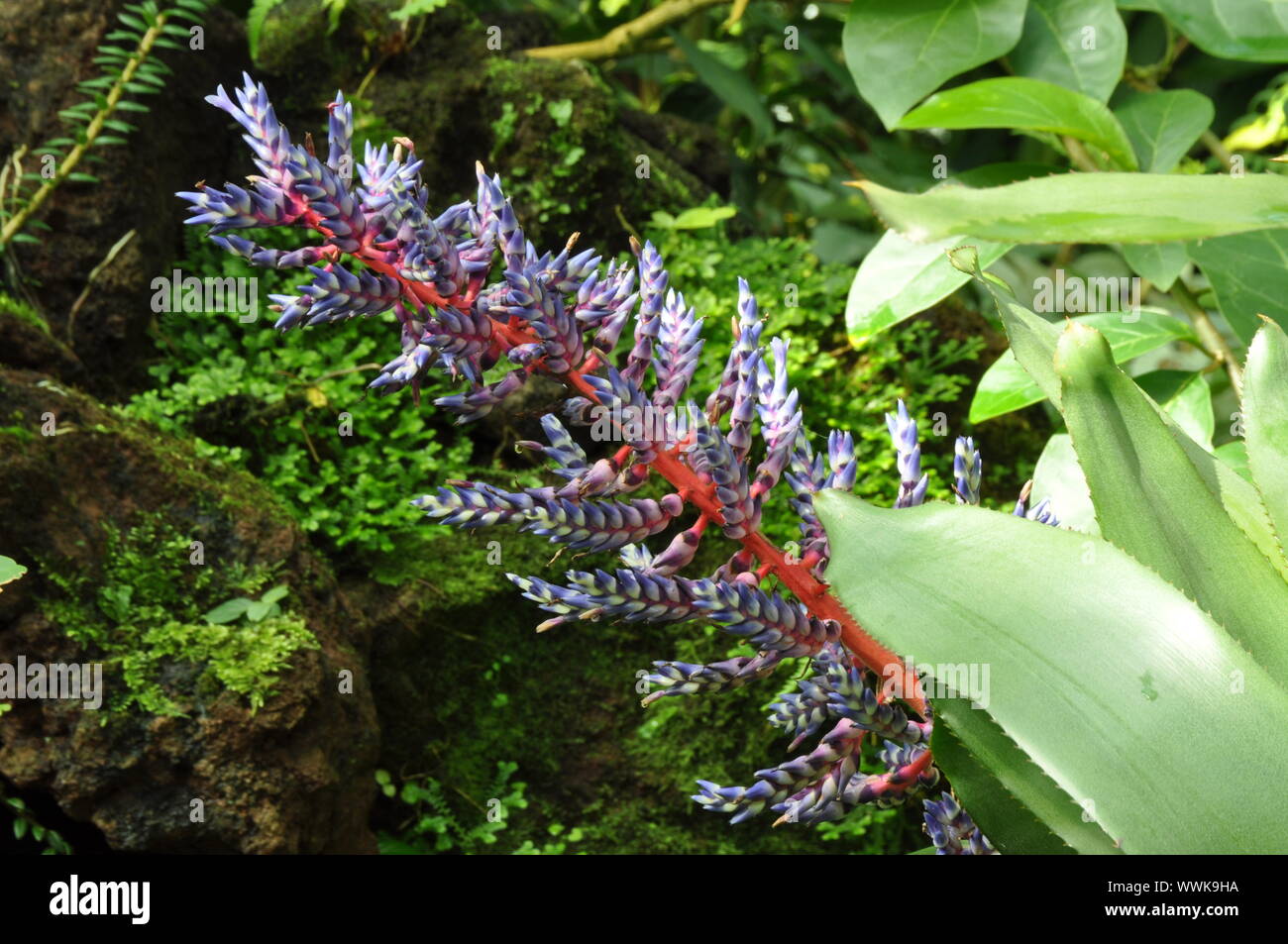 Aechmea High Resolution Stock Photography and Images - Alamy