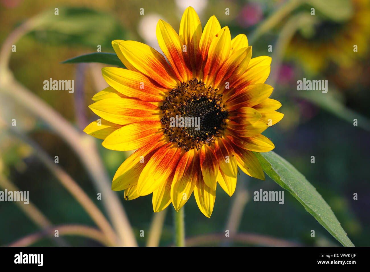 Single sunflower hi-res stock photography and images - Alamy