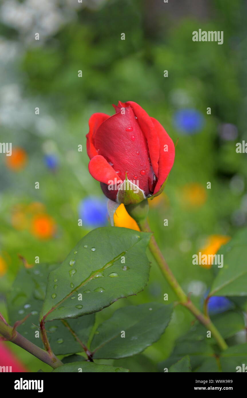 Strauch_rose hi-res stock photography and images - Alamy
