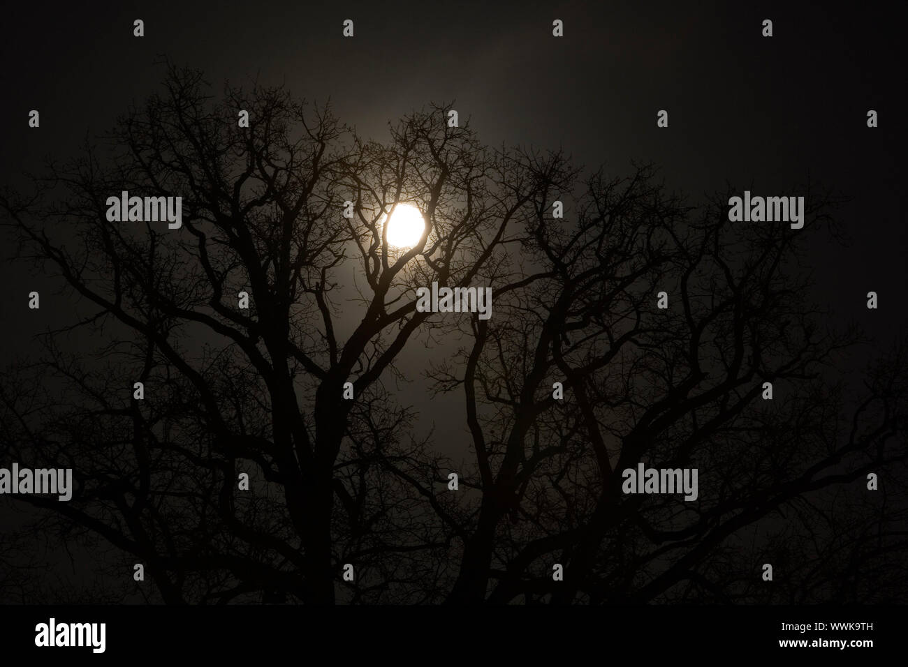 Trees and moon at night Stock Photo - Alamy