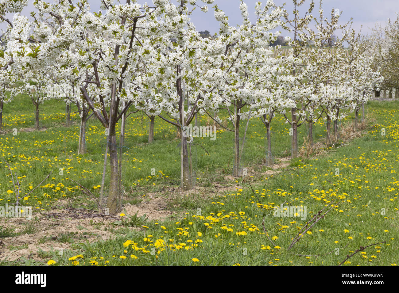 Row cherry trees botanical hi-res stock photography and images - Alamy