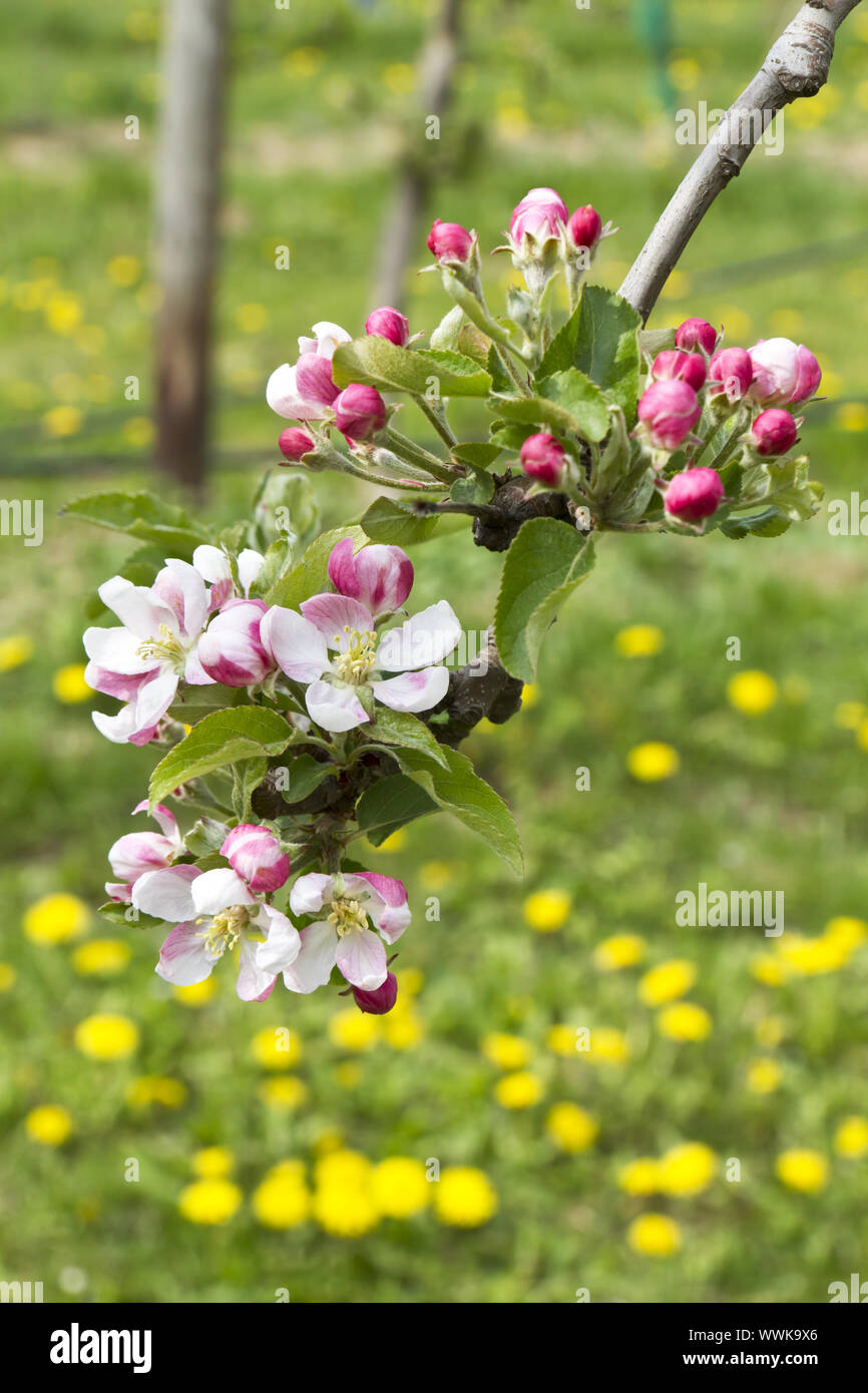 Canopy apple tree hi-res stock photography and images - Alamy