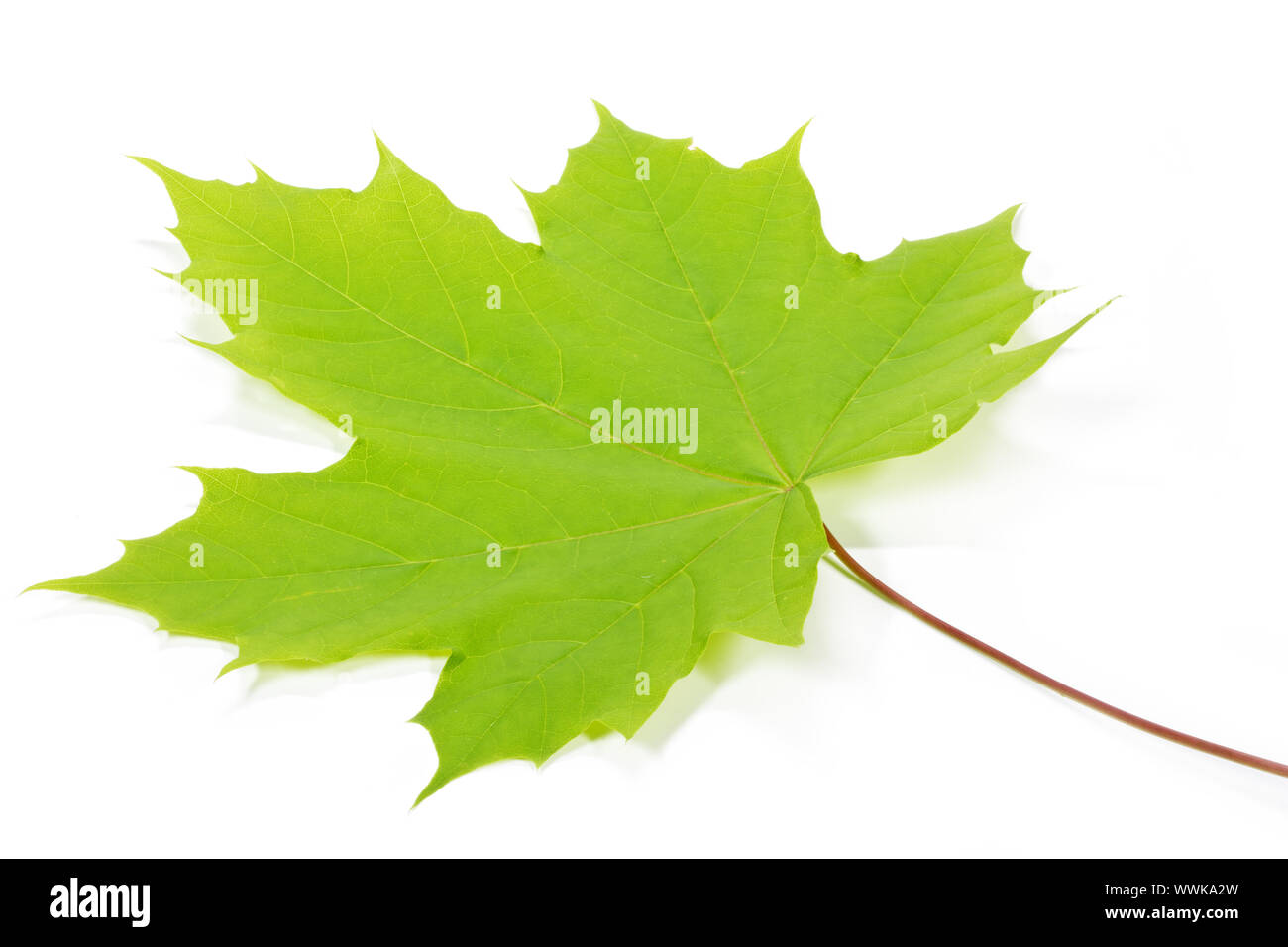 Fresh maple leaf on white background Stock Photo - Alamy