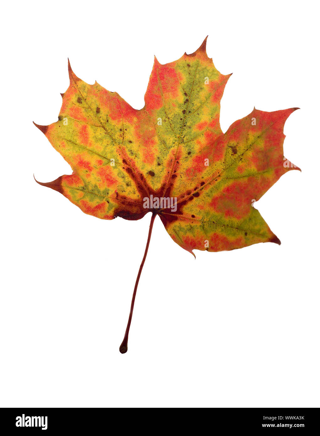 Maple Leaf isolated on white background Stock Photo - Alamy