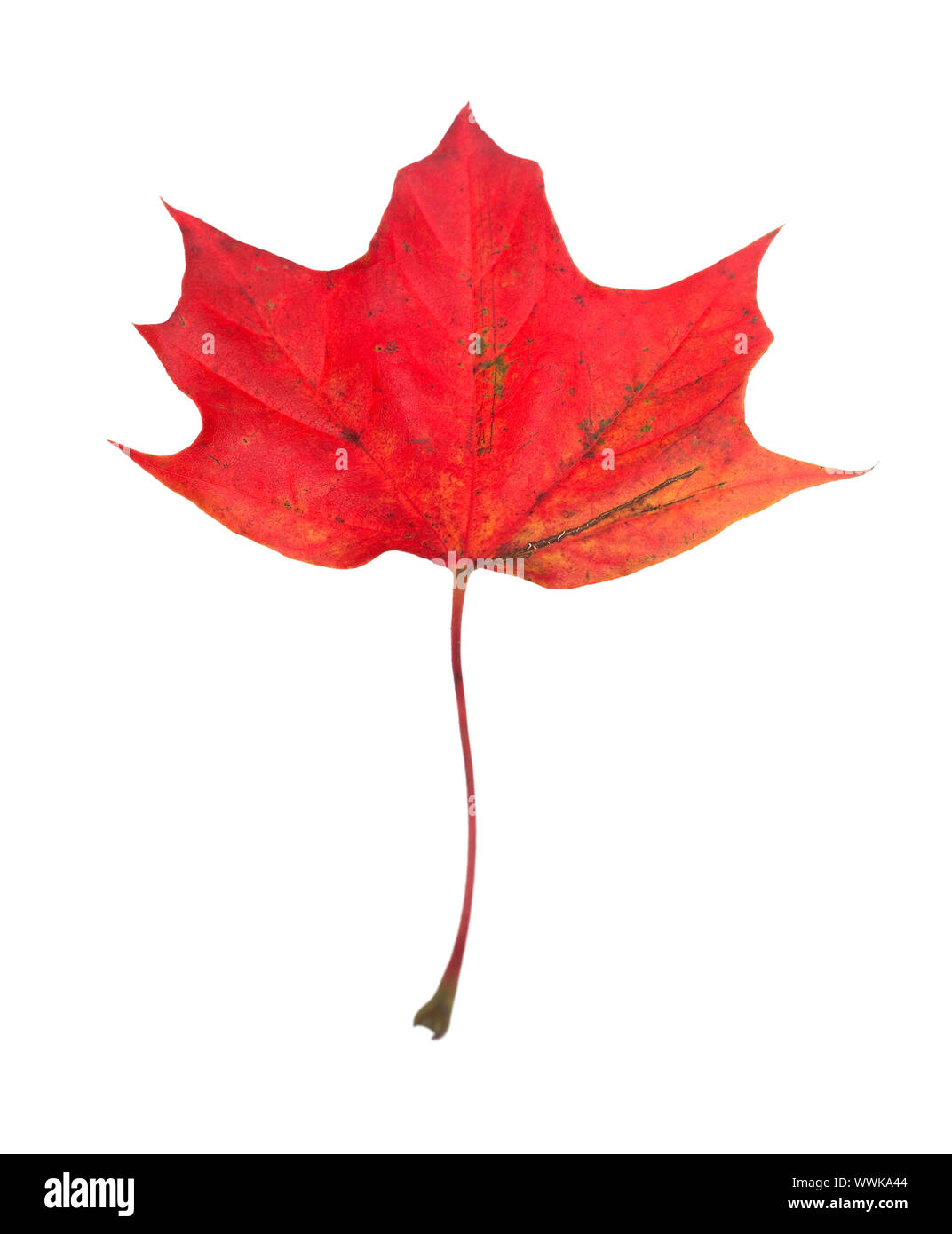 Maple Leaf isolated on white background Stock Photo - Alamy