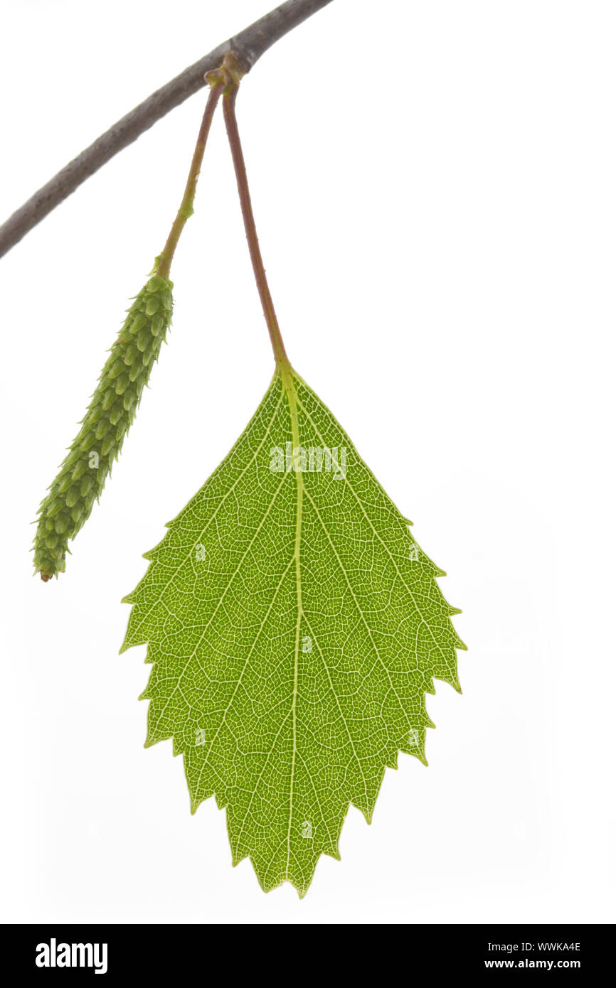 Single birch leaf (Betula Stock Photo - Alamy
