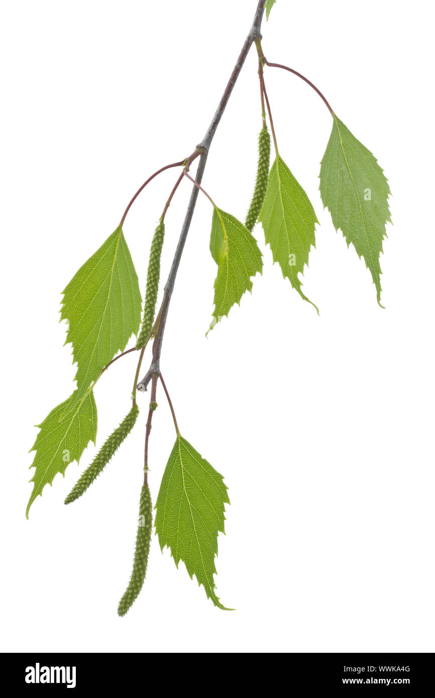 Betula Cut Out Stock Images & Pictures - Alamy