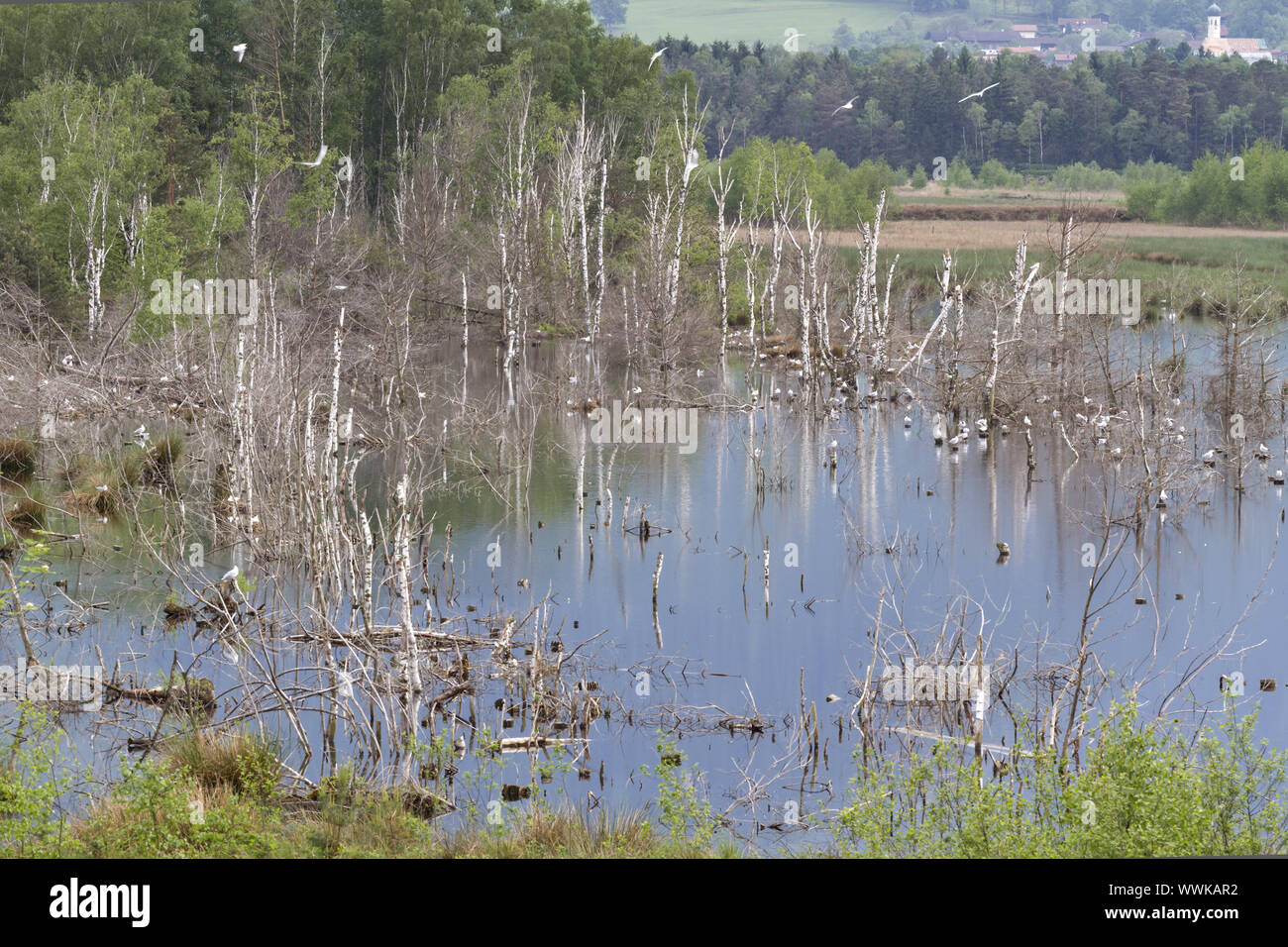 Bird hatchery in the high moor in Nicklheim, southern Bavaria Stock ...