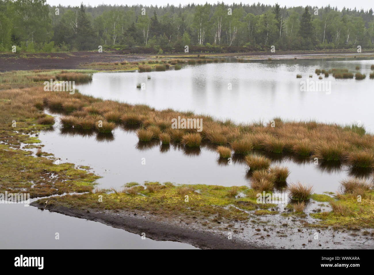 Raised bog in Nicklheim, southern Bavaria Stock Photo - Alamy