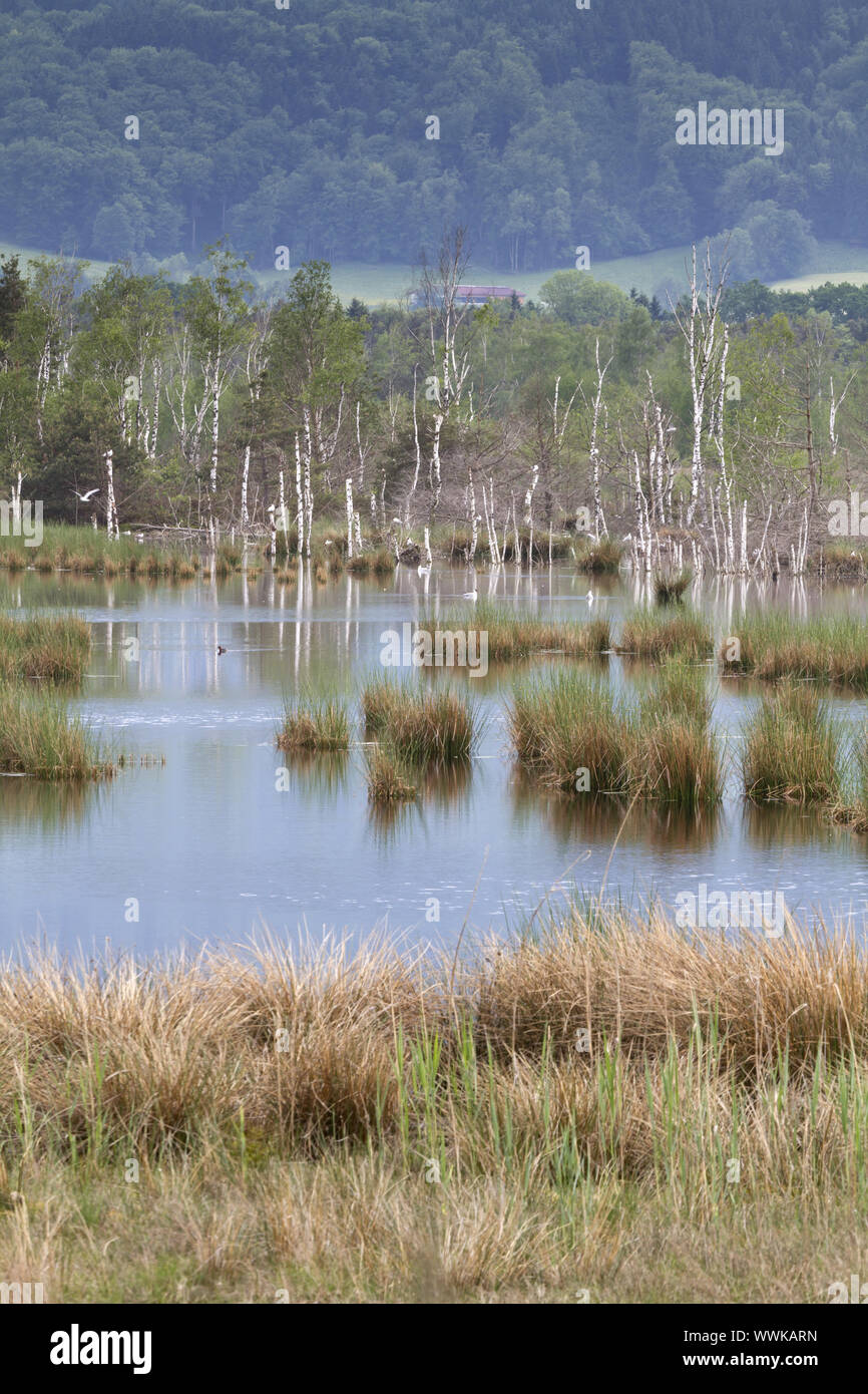 Raised bog in Nicklheim, southern Bavaria Stock Photo - Alamy