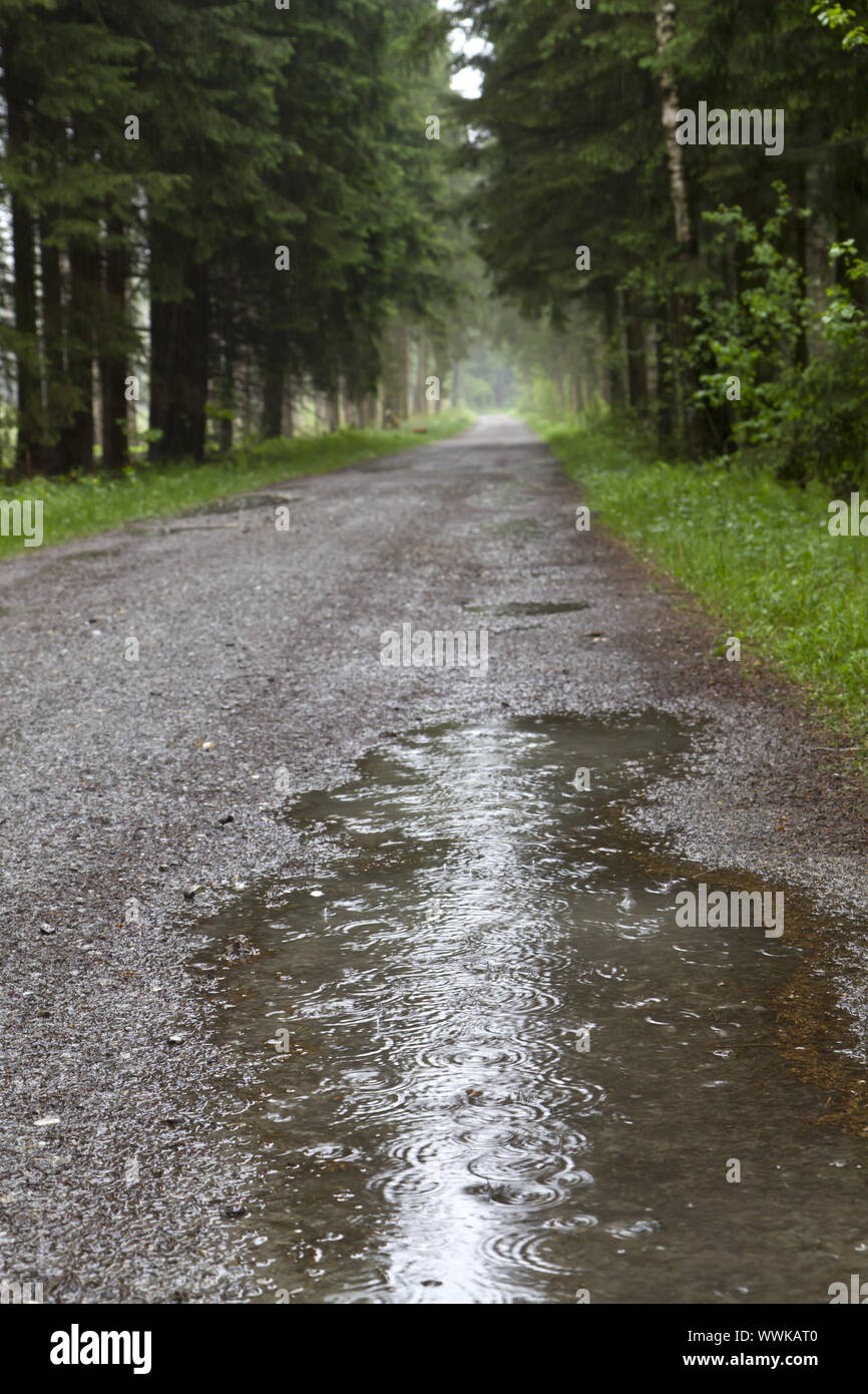 Forest path in rain with puddle, Bavaria Stock Photo - Alamy
