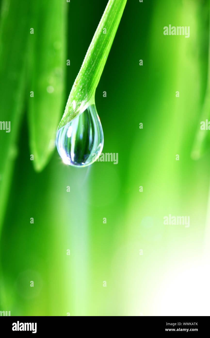 big water drop on grass blade Stock Photo - Alamy