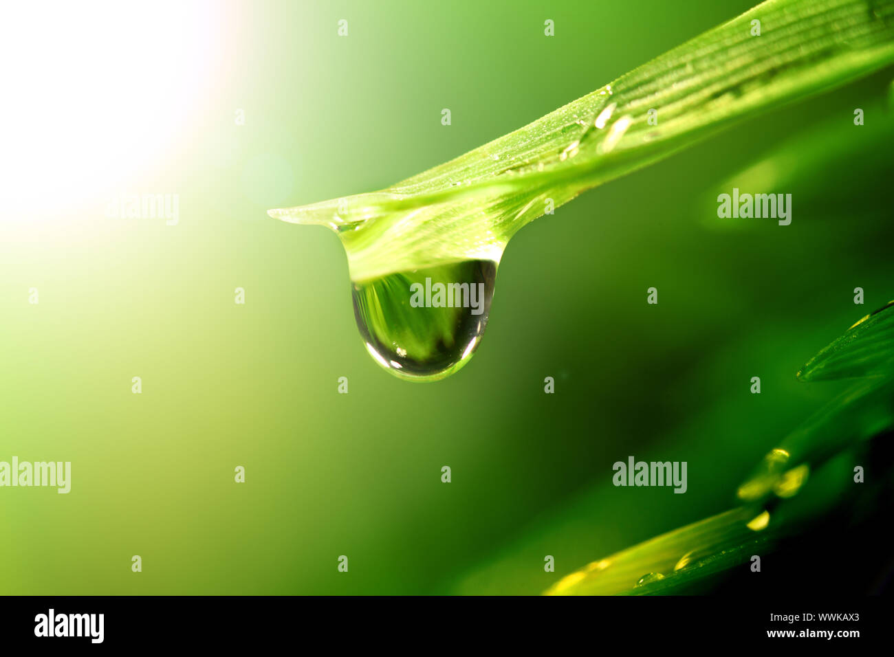 water drop shine in sun light Stock Photo - Alamy
