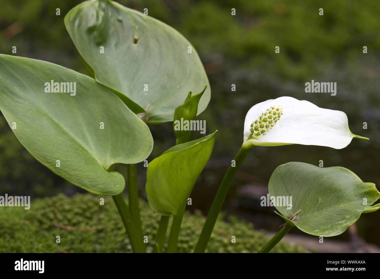 Wild callas hi-res stock photography and images - Alamy