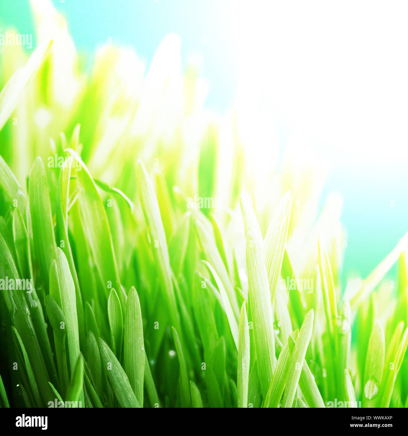 water drop shine in sun light Stock Photo - Alamy