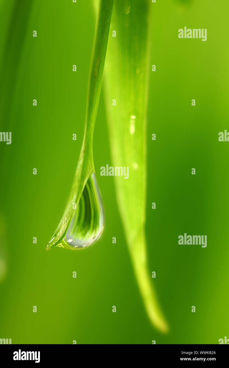 big water drop on grass blade Stock Photo - Alamy