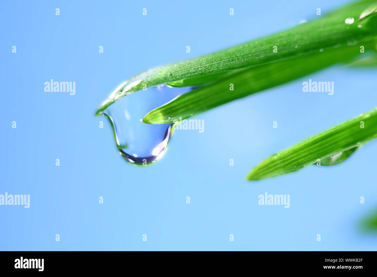 big water drop on grass blade Stock Photo - Alamy