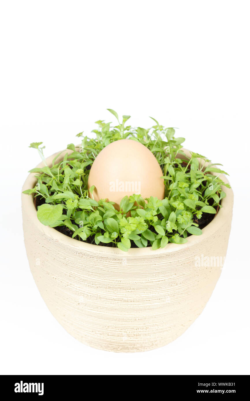 Spring vegetable with easter egg in ceramic pot on a white background ...