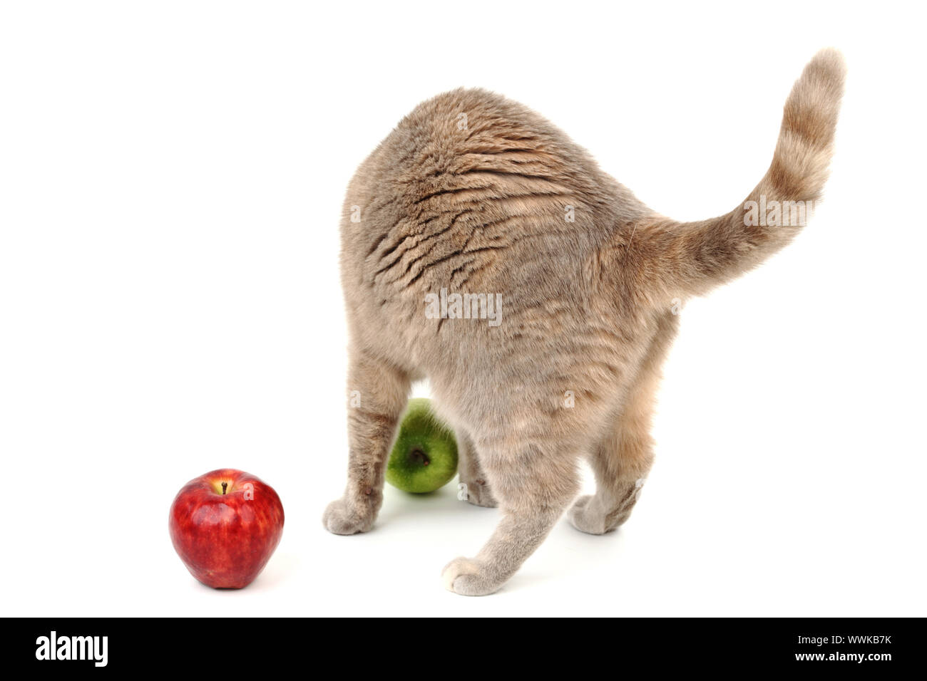 cat find apples isolated on white Stock Photo - Alamy