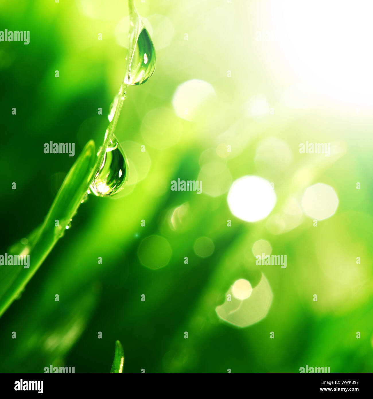 water drop shine in sun light Stock Photo - Alamy