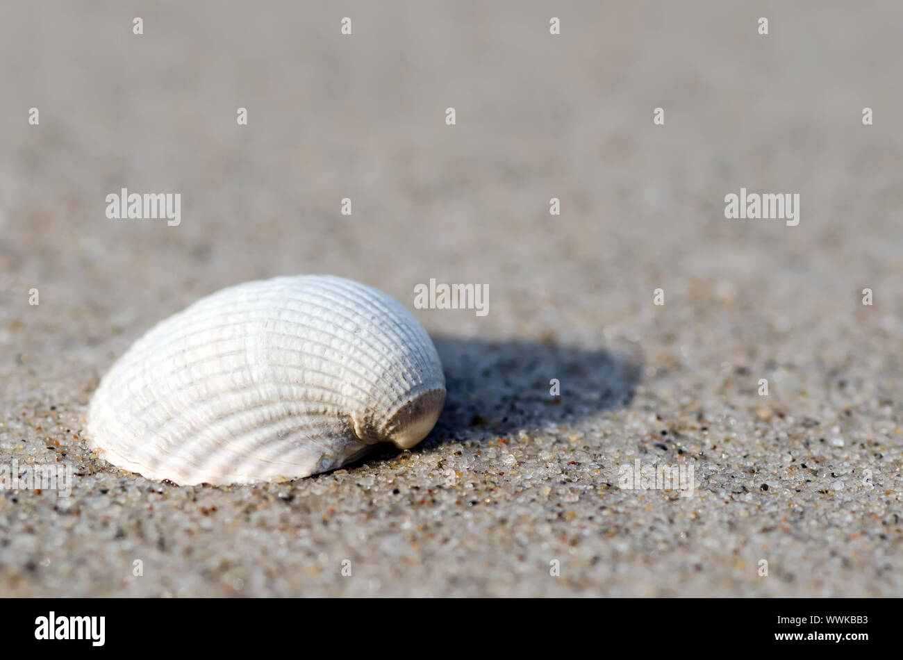 Shell lies on the beach Stock Photo - Alamy
