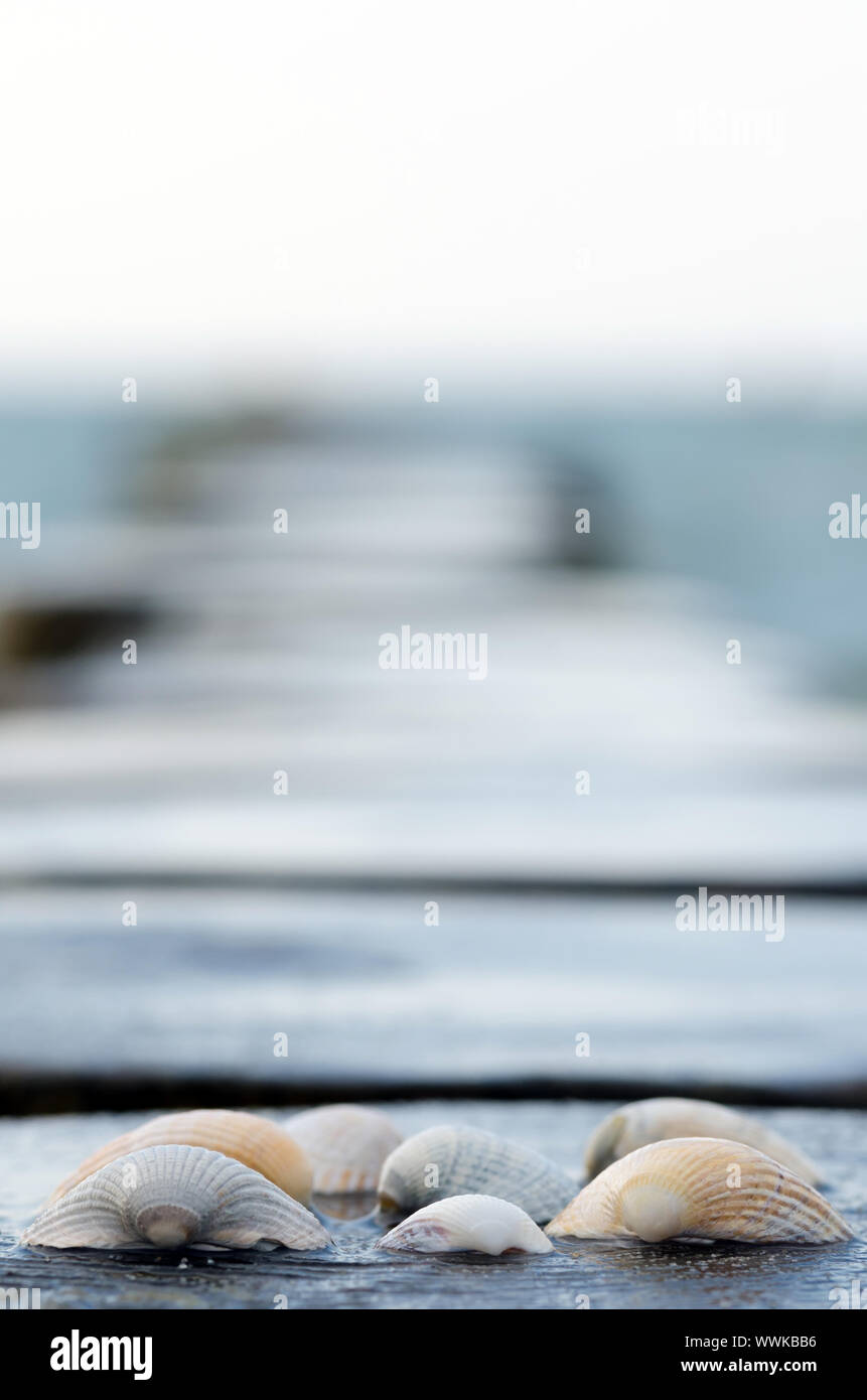 Mussels on the coast Stock Photo - Alamy