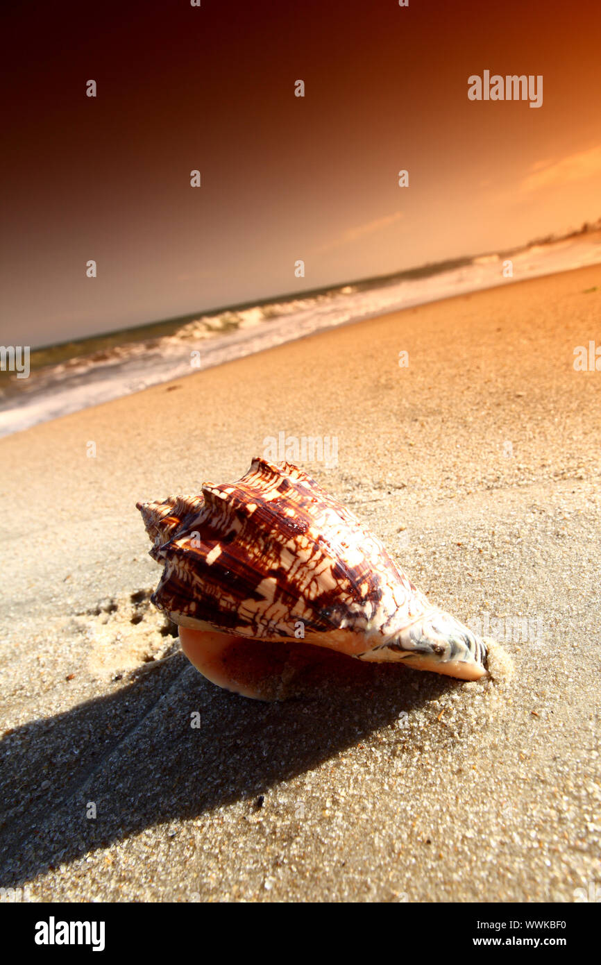 shell on sand under sunset sky Stock Photo - Alamy