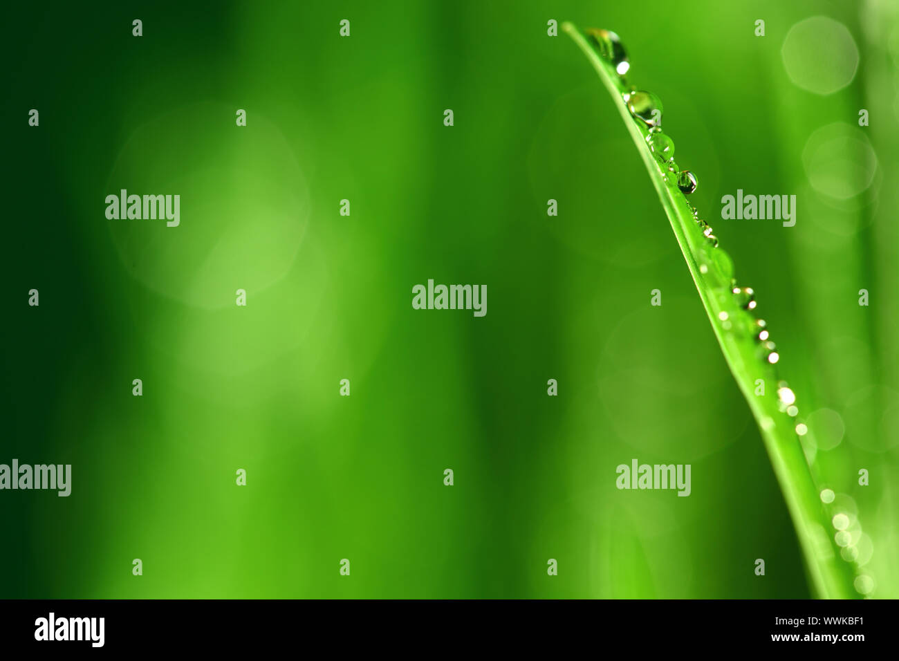 water drops on grass blade nature background Stock Photo - Alamy