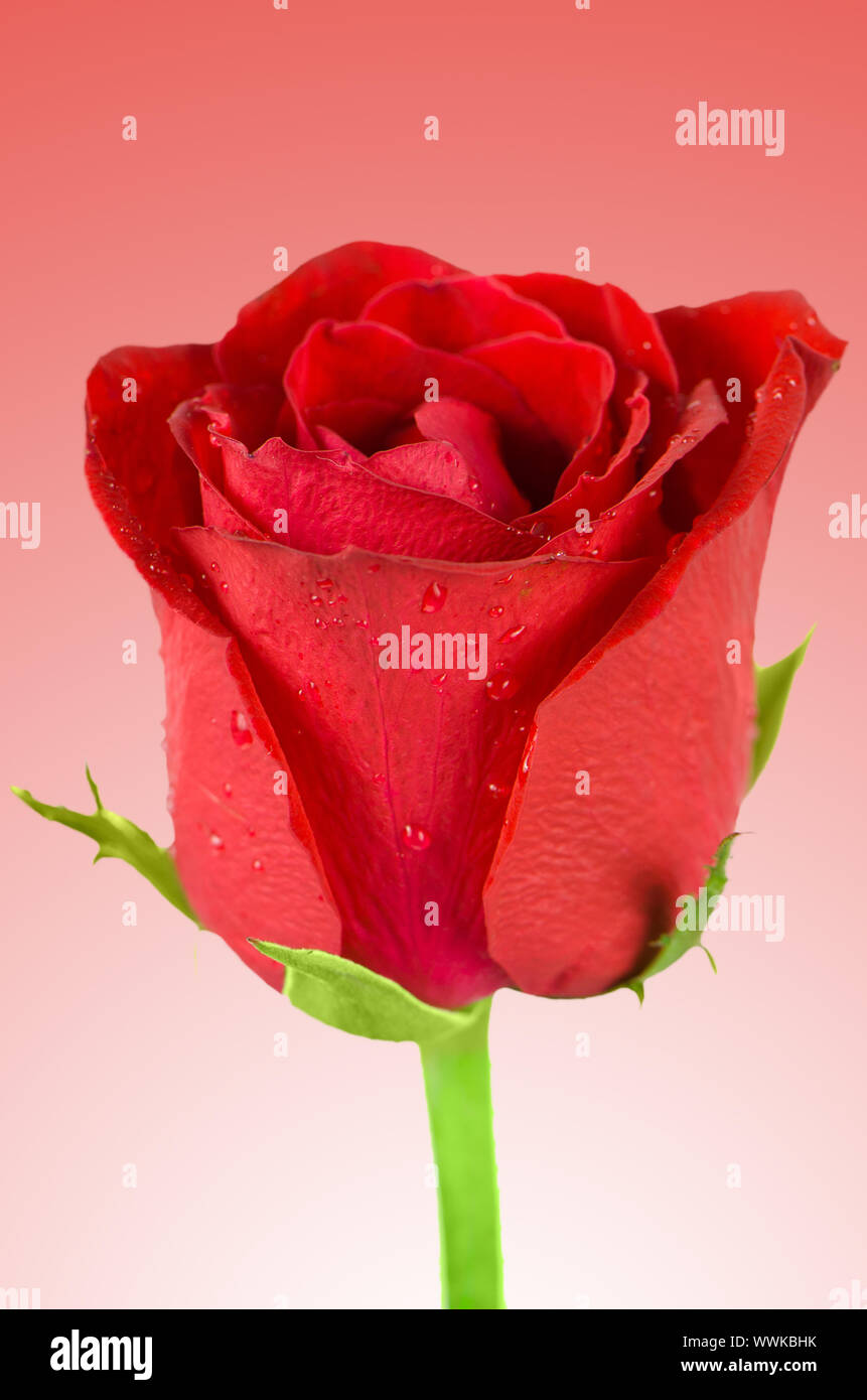 Beautiful red rose on red gradient background Stock Photo - Alamy