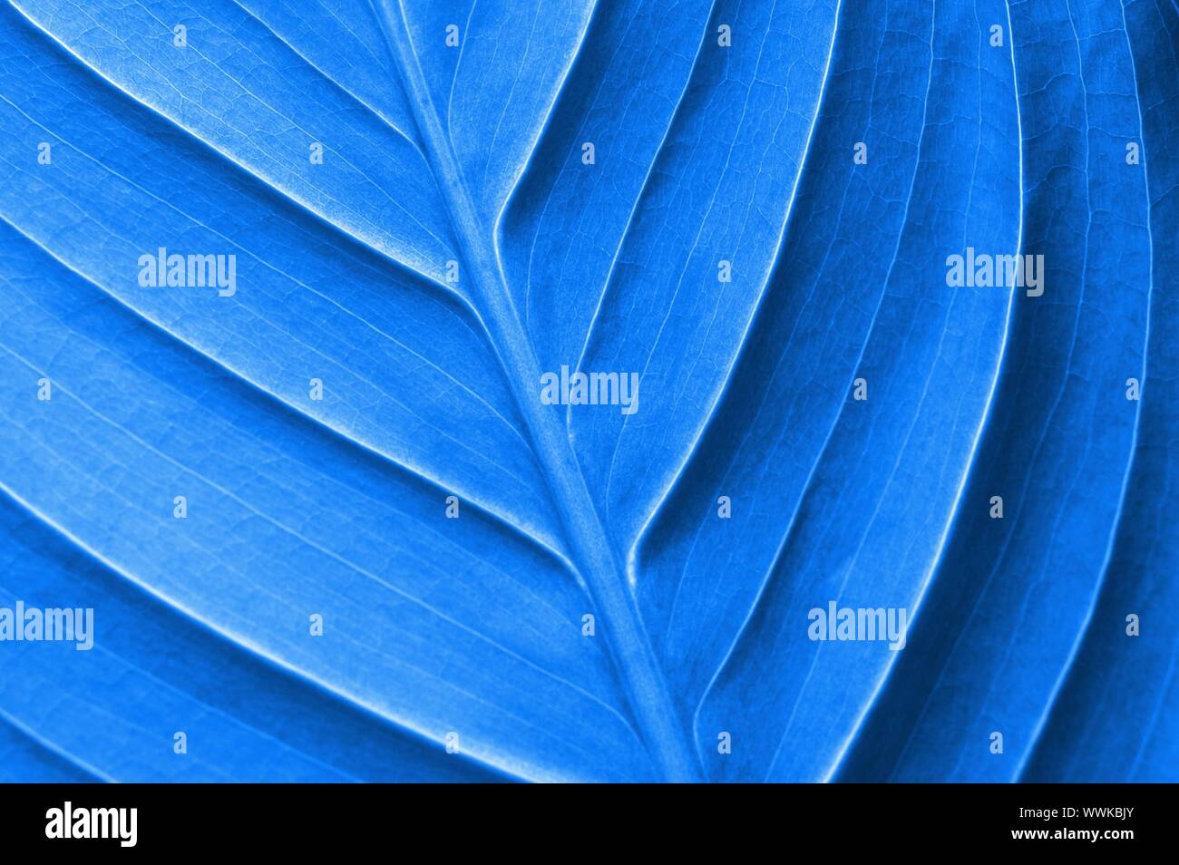 abstract colored leaf texture can be used as background Stock Photo - Alamy