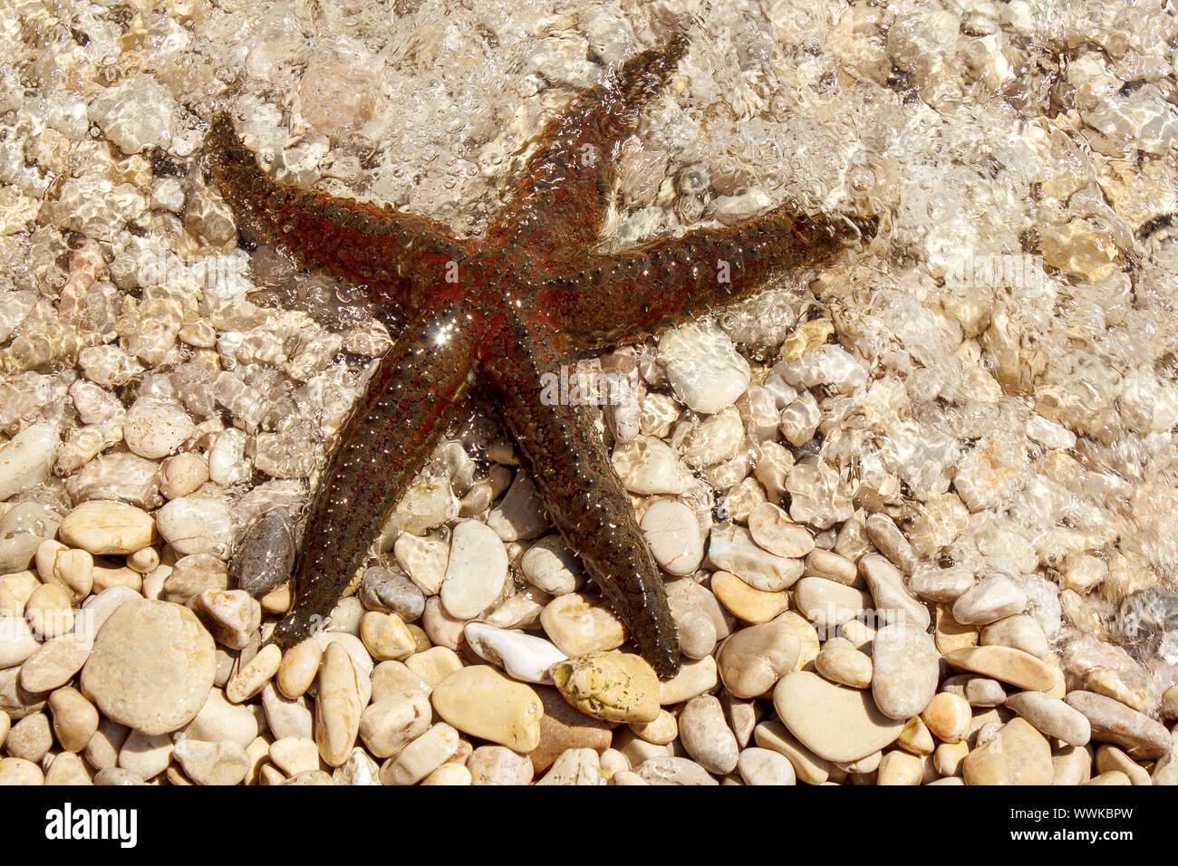 brown sea star sitting on pebbles beach Stock Photo - Alamy