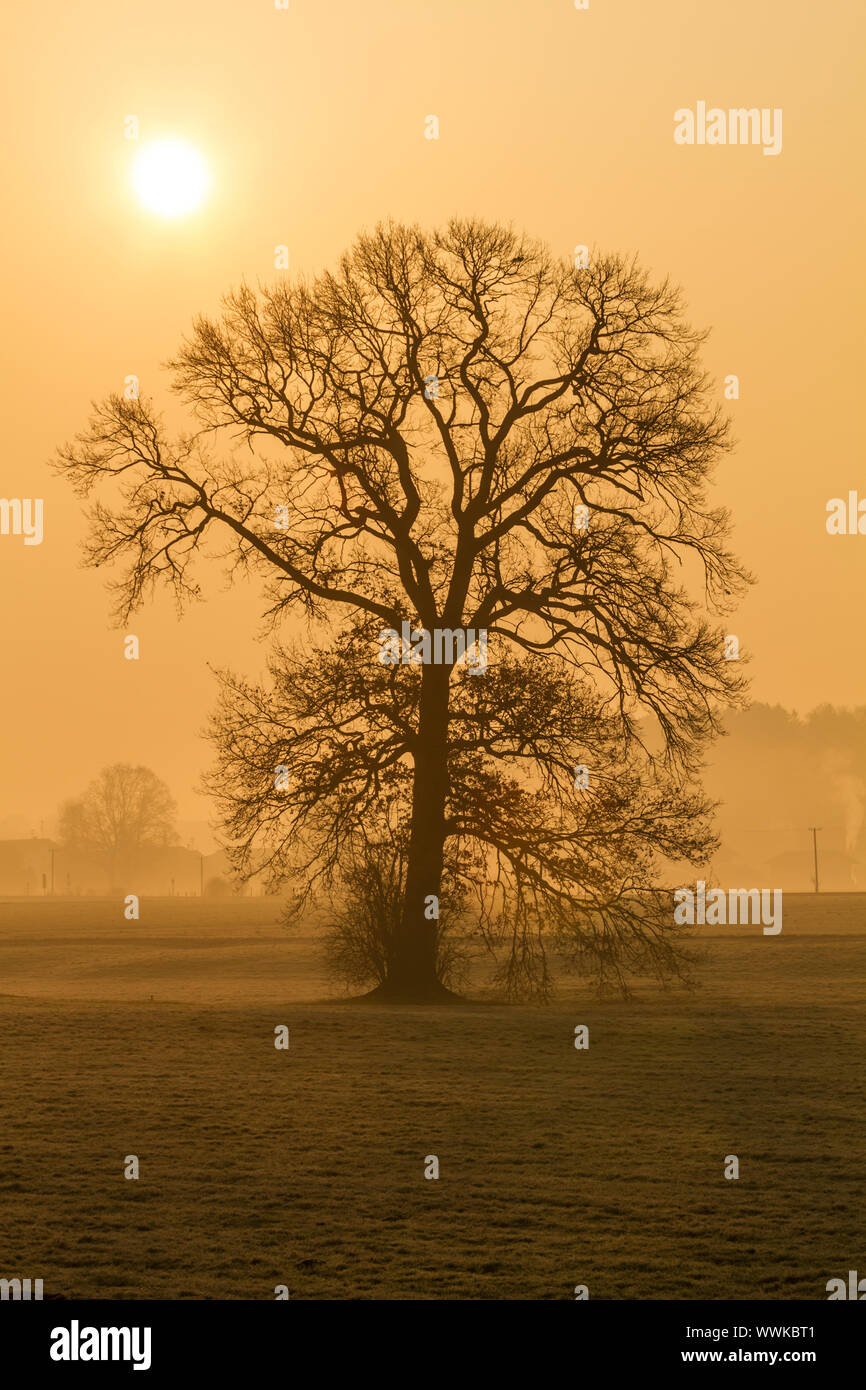 Bald tree in the morning fog Stock Photo - Alamy