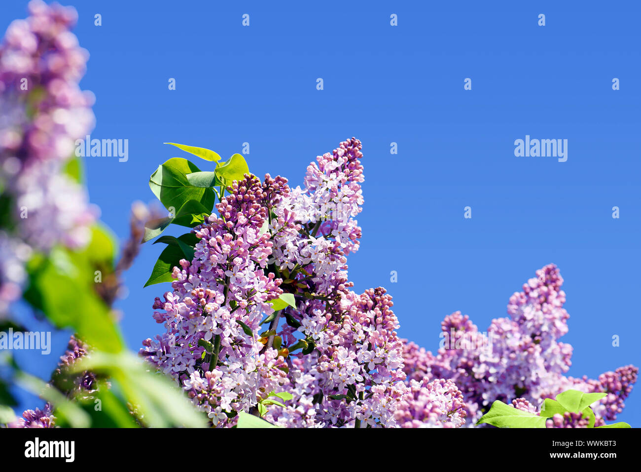 Simple yet beautiful lilac tree in bloom with cute little purple ...