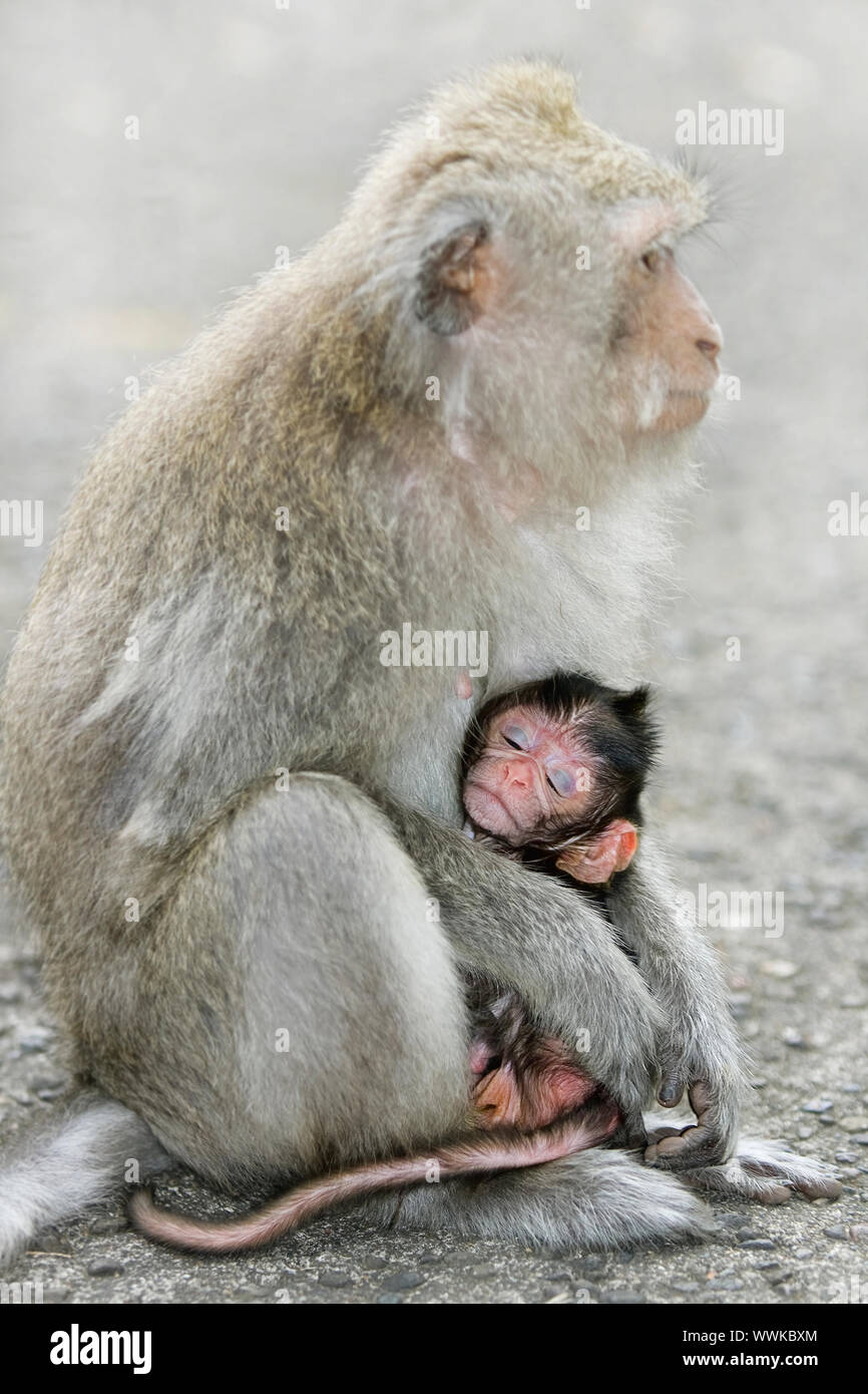 A newborn macaque monkey in Bali, Indonesia Stock Photo - Alamy
