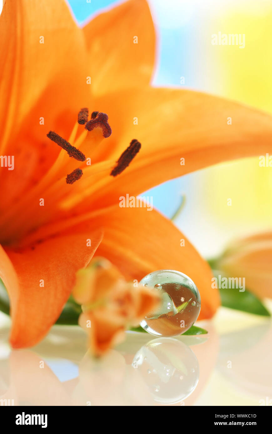 Orange lily close up with glass ball and reflection Stock Photo - Alamy