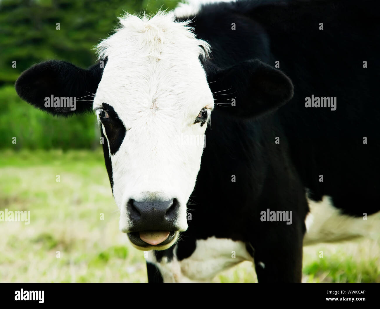Close Up of Black and White Cow Face Stock Photo - Alamy