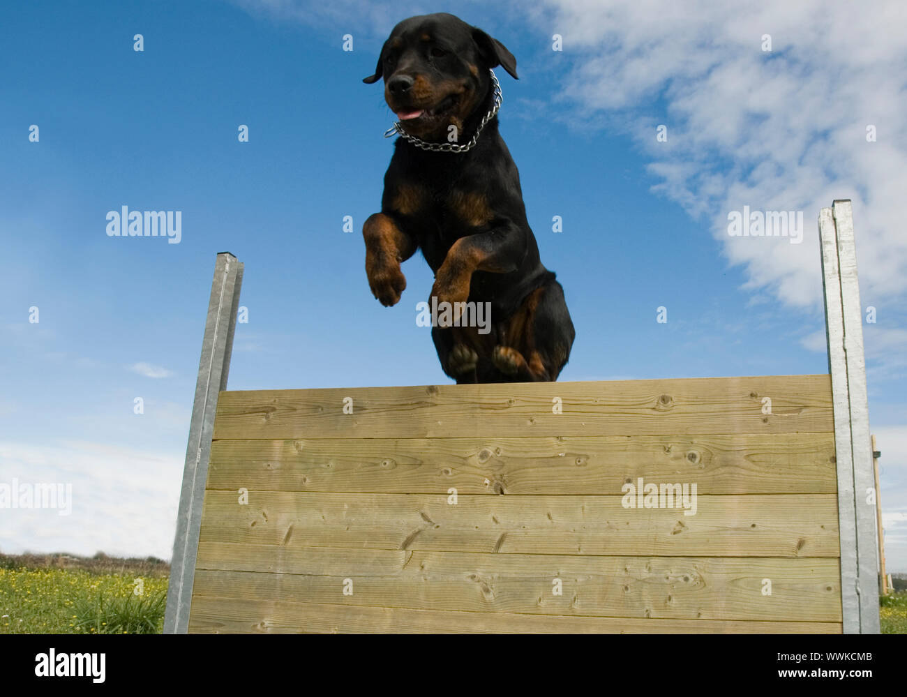 Dog rottweiler jumping agility hi-res stock photography and images - Alamy