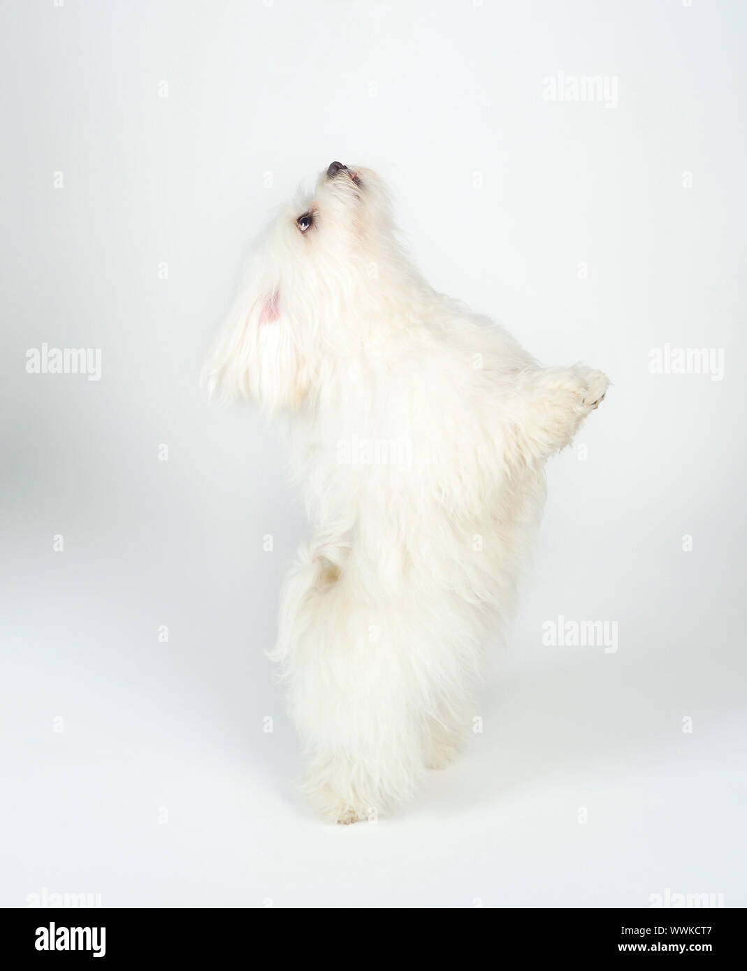 White Dog isolated on white background Stock Photo - Alamy
