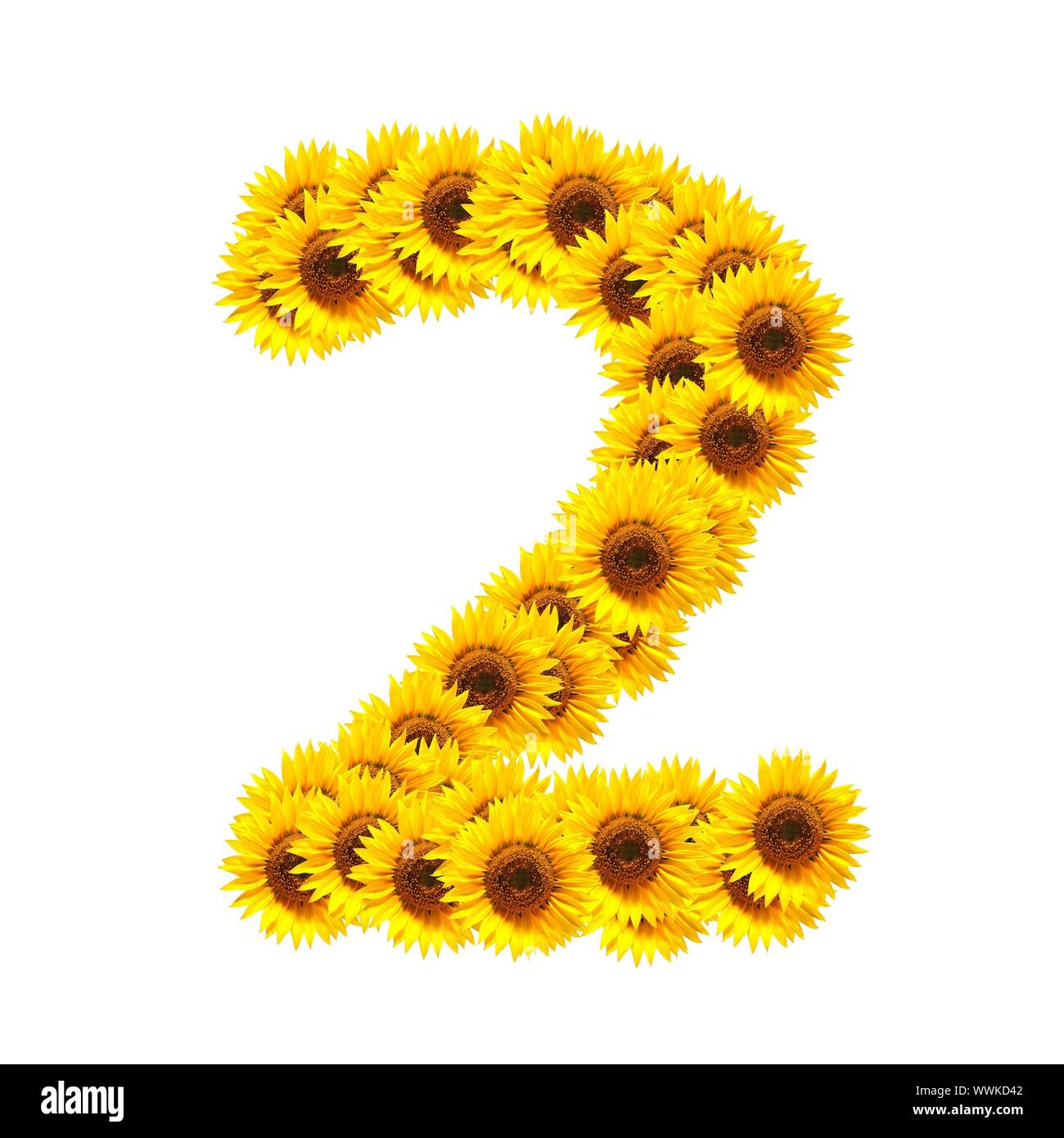 flower alphabet and numbers with sunflowers isolated on white ...