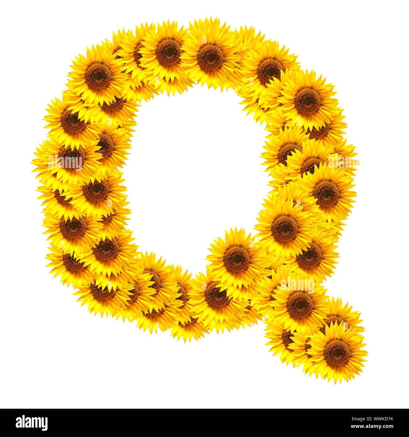 flower alphabet and numbers with sunflowers isolated on white ...