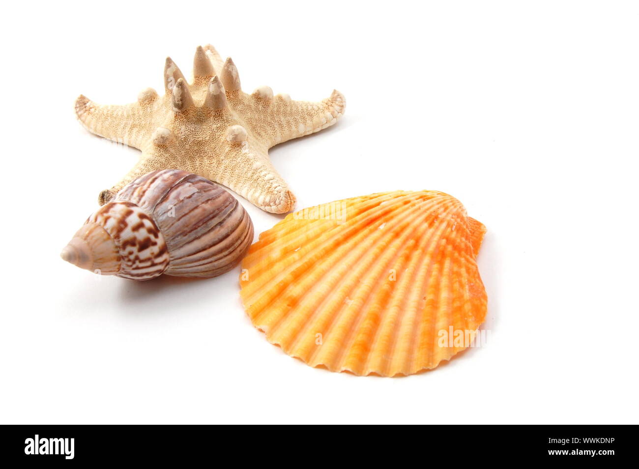 Some shells from the ocean isolated on white background Stock Photo - Alamy