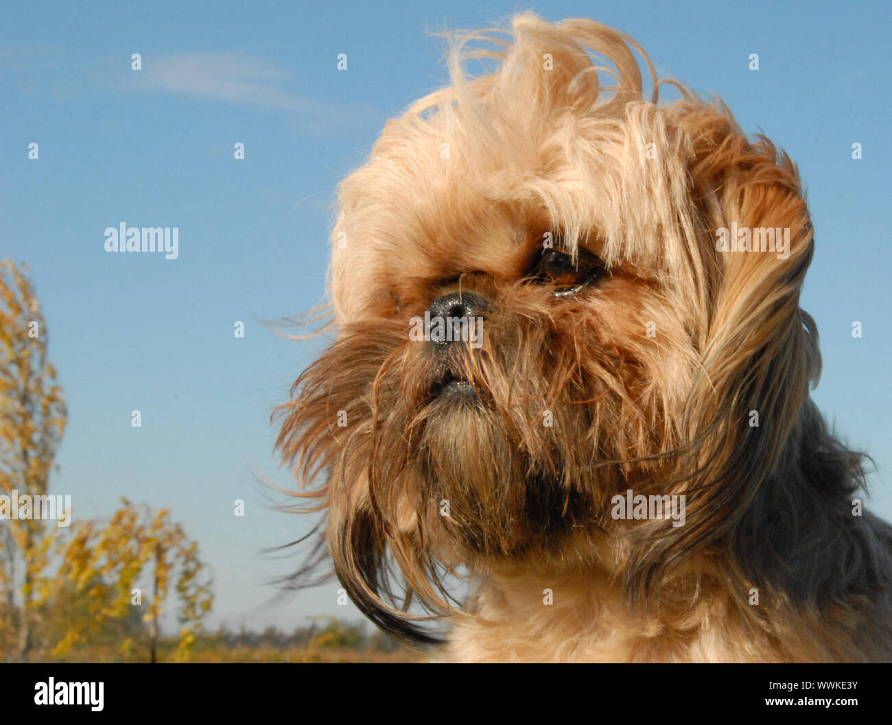 portrait of a beautiful purebred shi tzu Stock Photo - Alamy