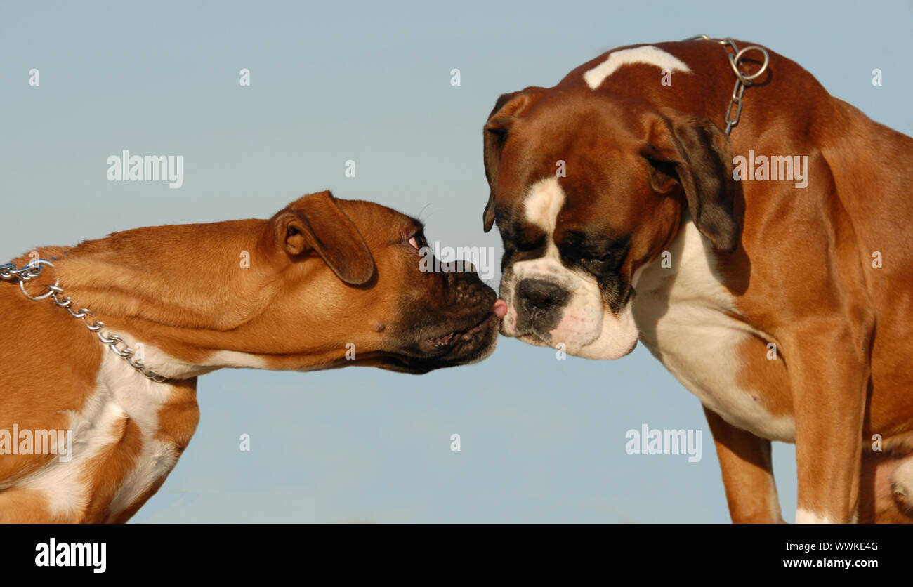 male purebred german boxer and his puppy Stock Photo - Alamy