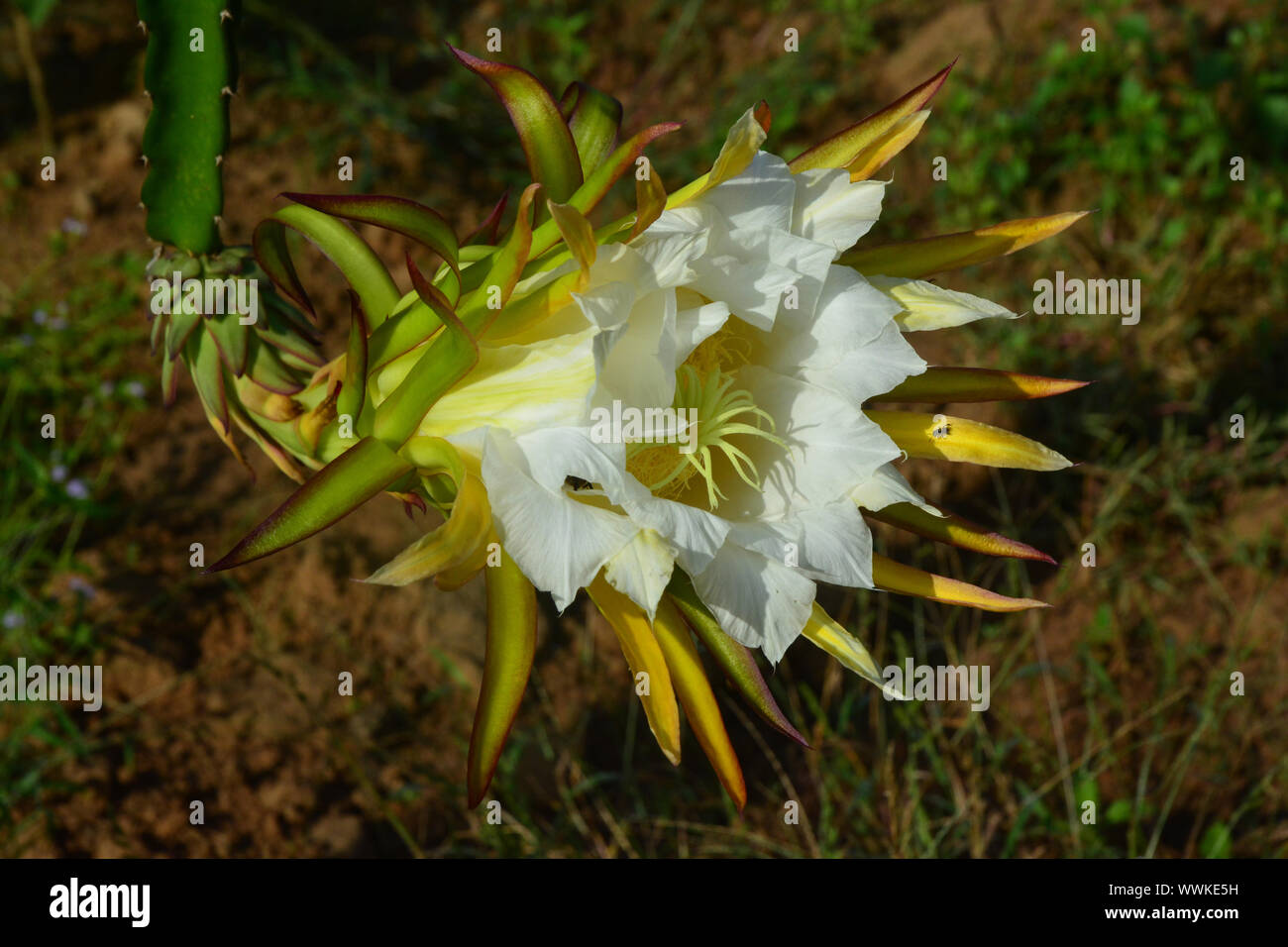 dragon fruits flower, note select focus with shallow depth of field ...
