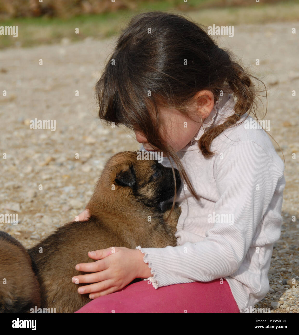 a little girl kissing her baby purebred belgian shepherd Stock Photo ...