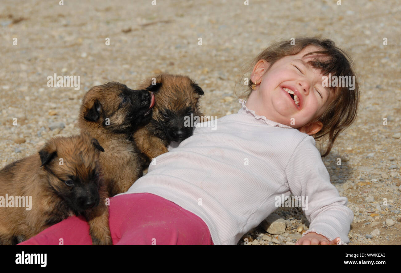 laughing little girl and young puppies purebred belgian shepherds Stock ...