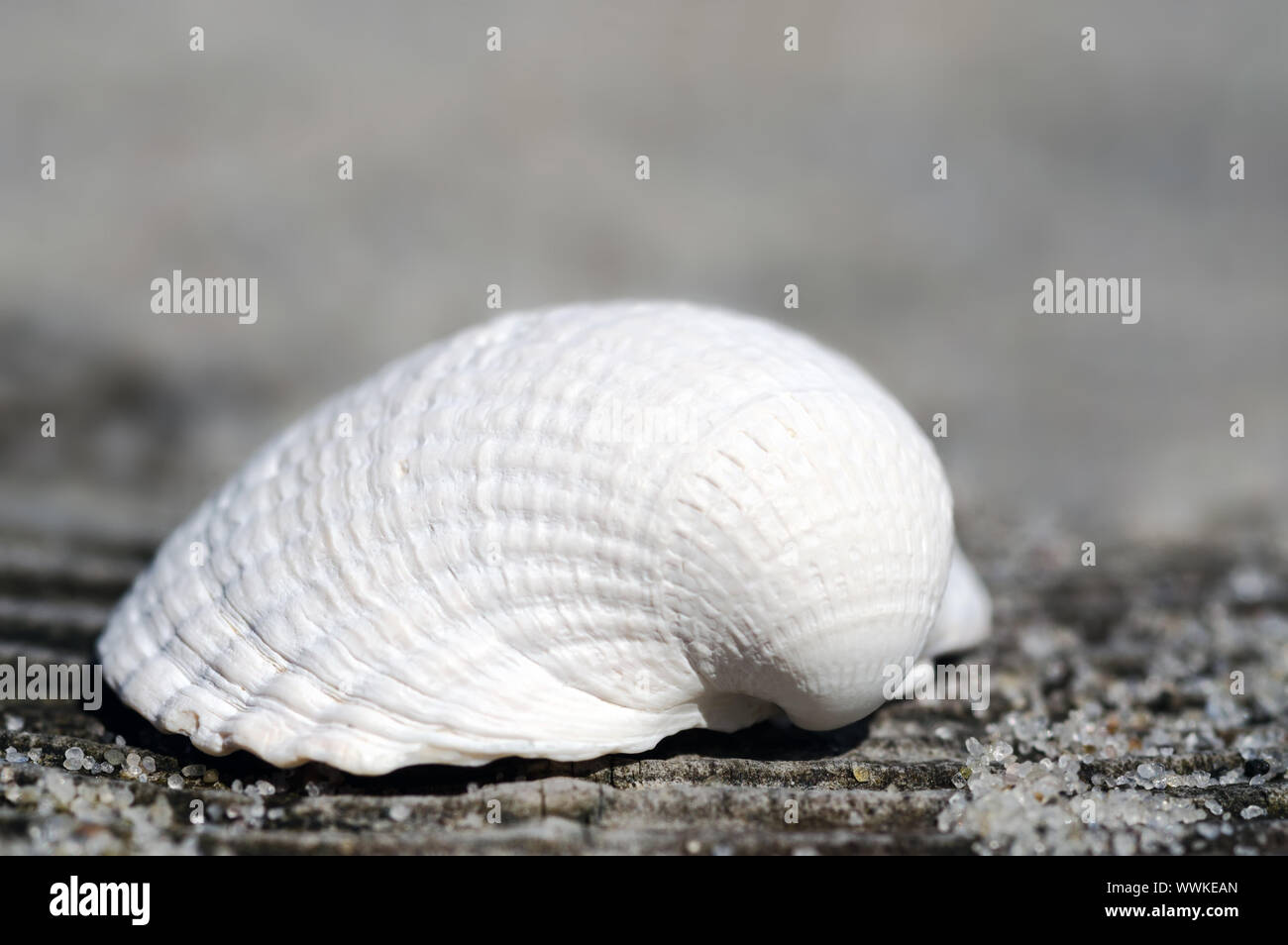 Shell lies on the beach Stock Photo - Alamy
