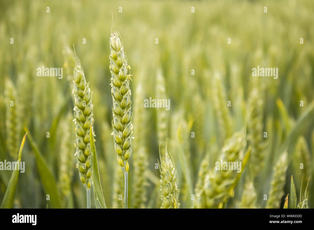 detail of organic green grains Stock Photo - Alamy